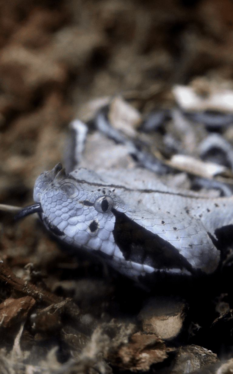 West African Gaboon Viper | Lincoln Park Zoo