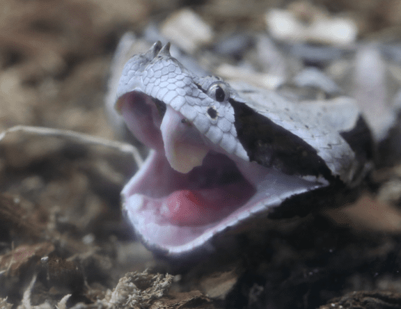West African Gaboon Viper | Lincoln Park Zoo