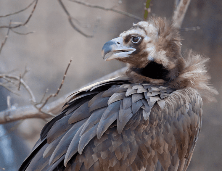 Cinereous Vulture | Lincoln Park Zoo