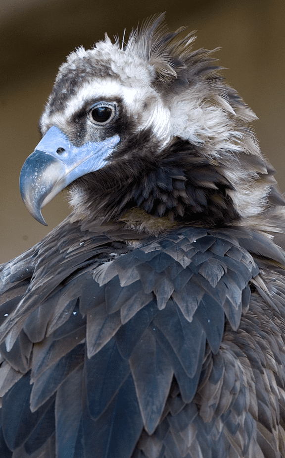Cinereous Vulture | Lincoln Park Zoo
