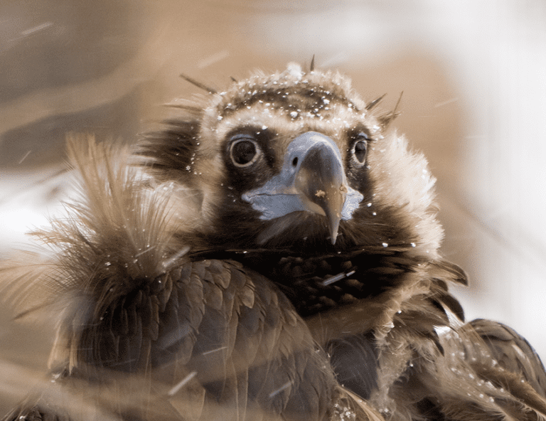 Cinereous Vulture | Lincoln Park Zoo