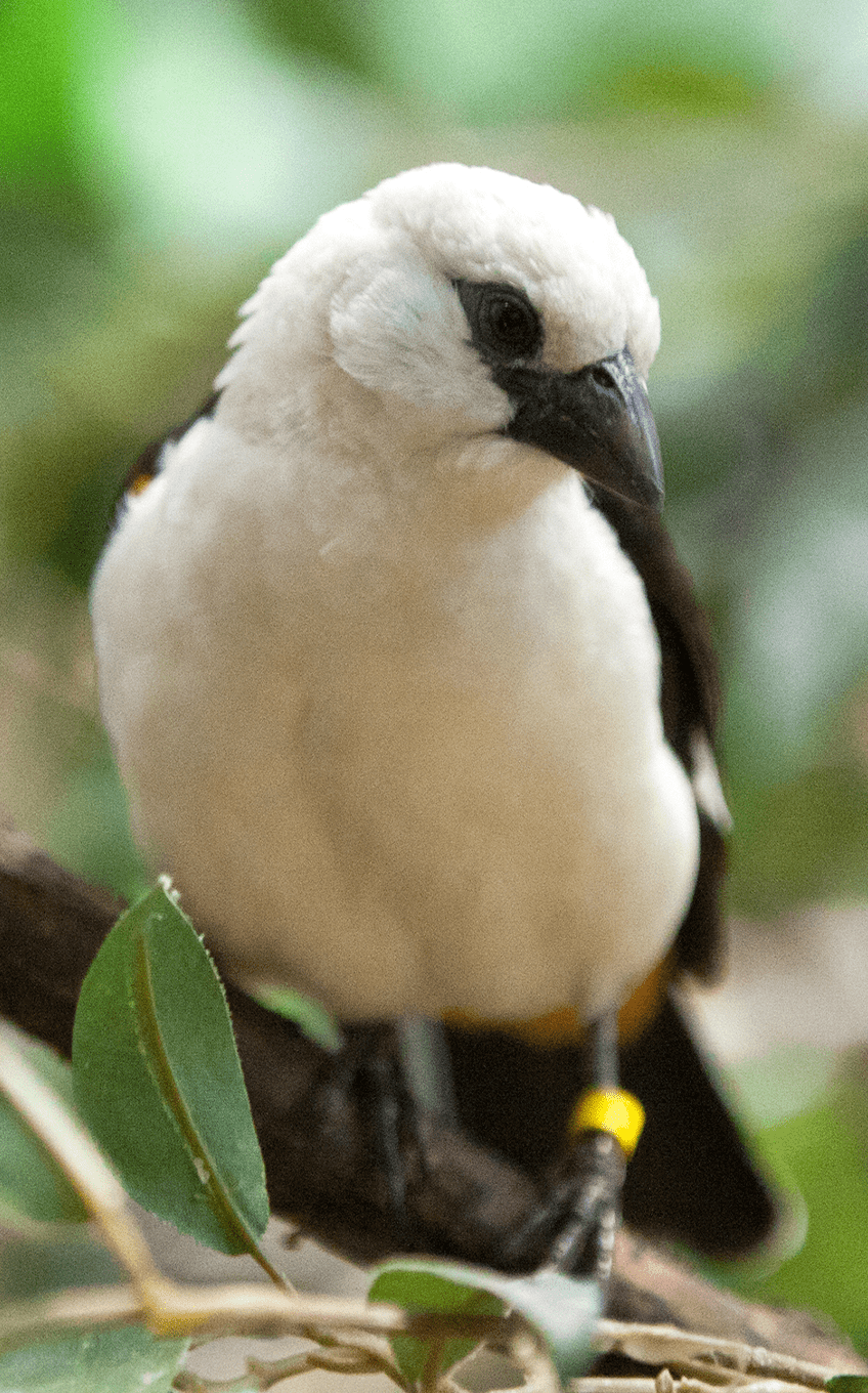 White-headed Buffalo Weaver | Lincoln Park Zoo