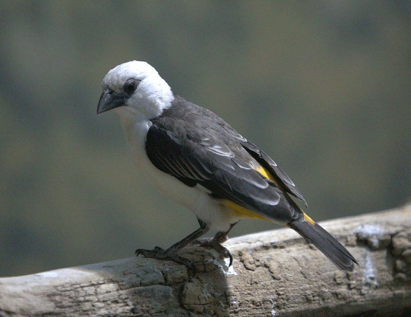 White-headed Buffalo Weaver | Lincoln Park Zoo