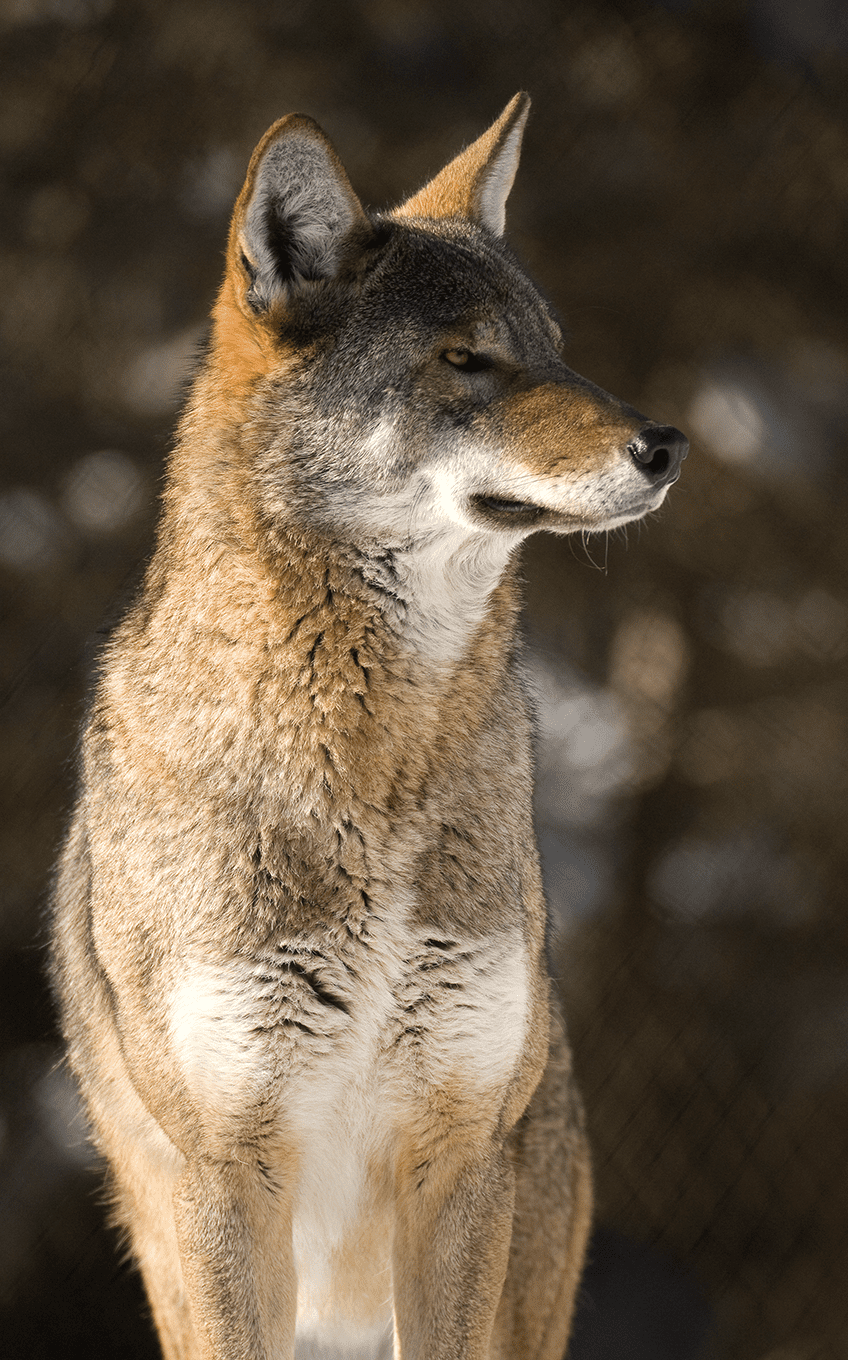 Red Wolf | Lincoln Park Zoo