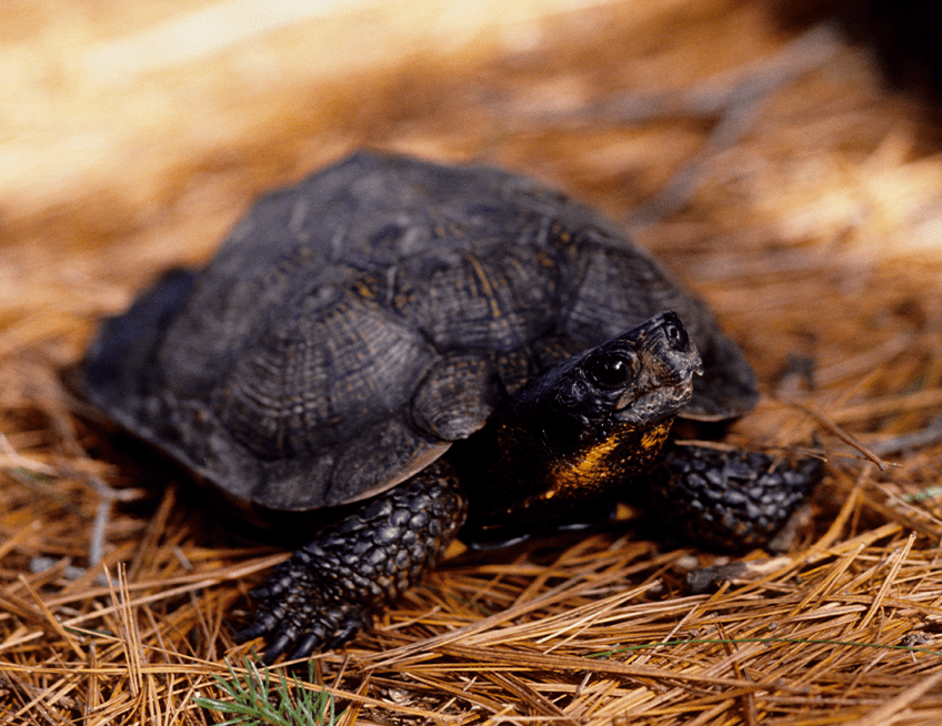 Wood Turtle | Lincoln Park Zoo
