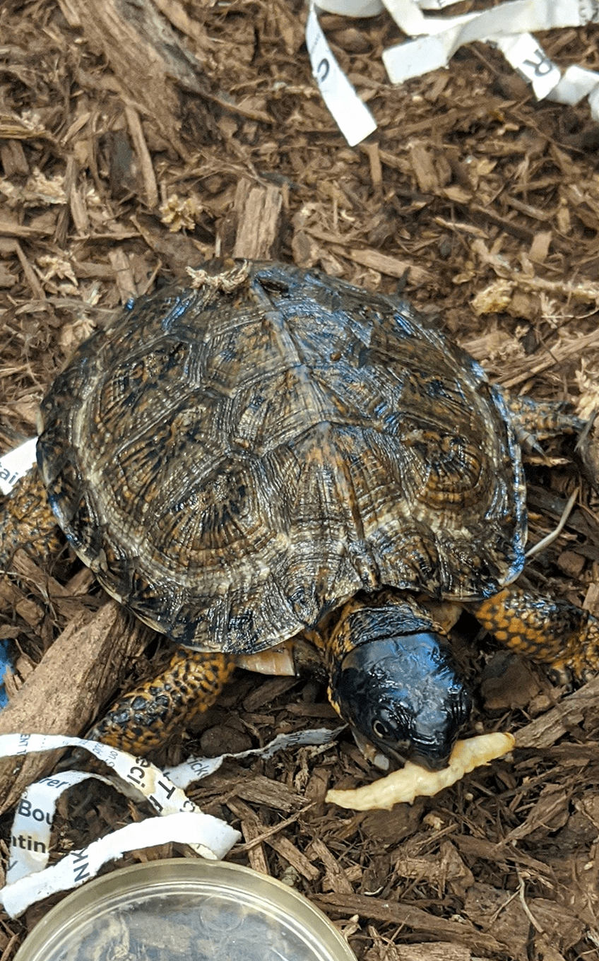 Wood Turtle | Lincoln Park Zoo