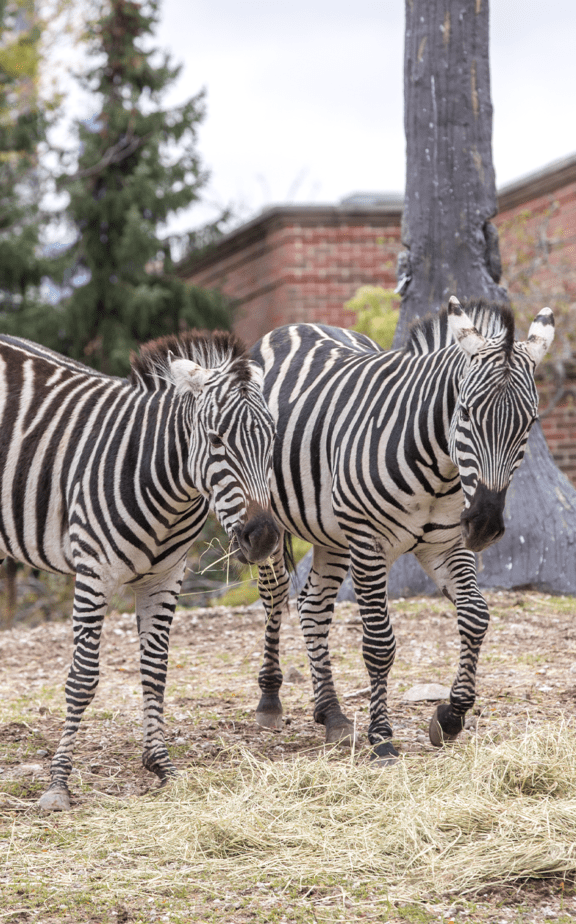 Plains Zebra | Lincoln Park Zoo