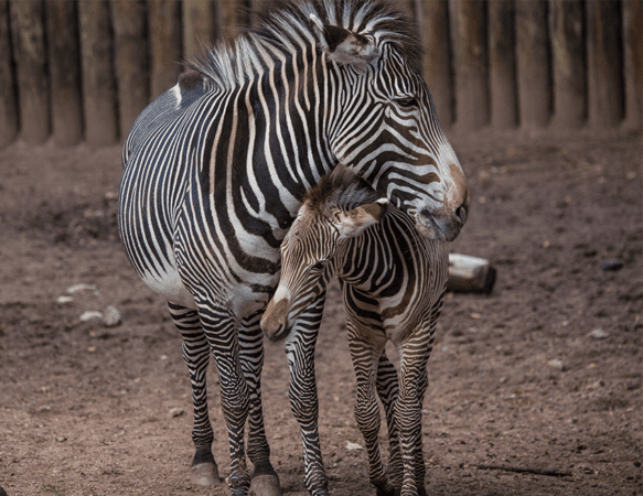 Grevy's Zebra | Lincoln Park Zoo