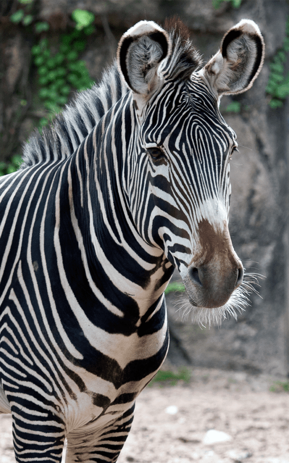 Grevy's Zebra | Lincoln Park Zoo