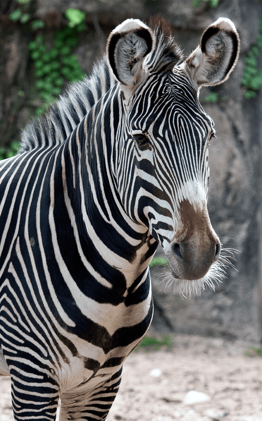 Grevy's Zebra | Lincoln Park Zoo