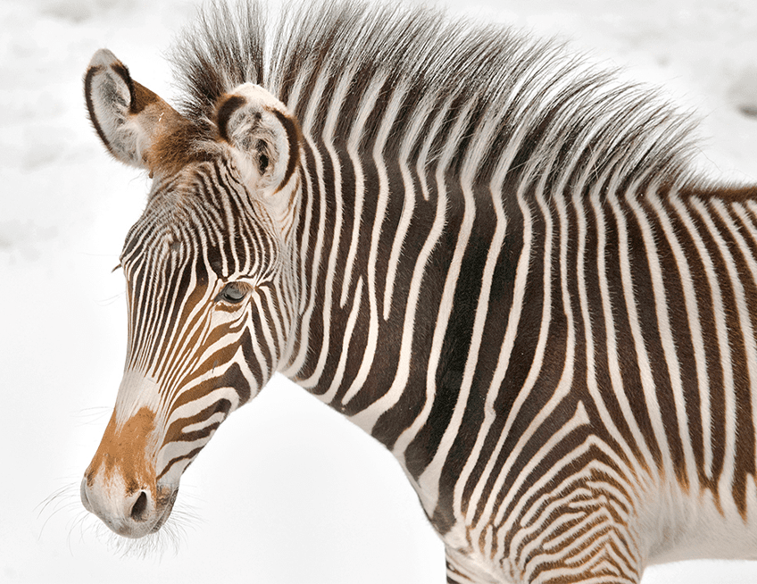 Grevy's Zebra | Lincoln Park Zoo
