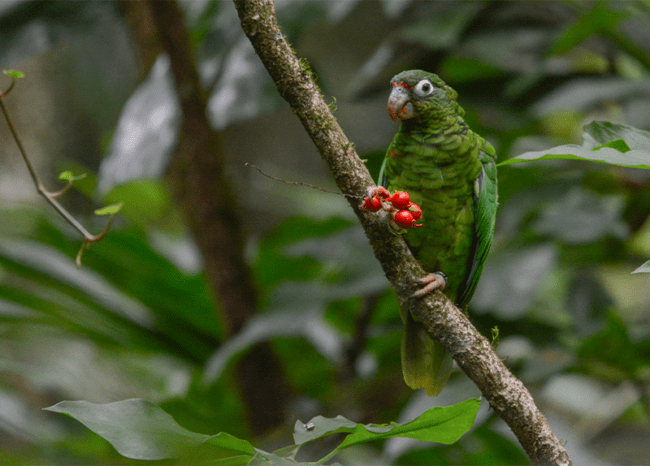 Bringing Birds Back: The Alexander Center’s Computer Modeling Helps ...