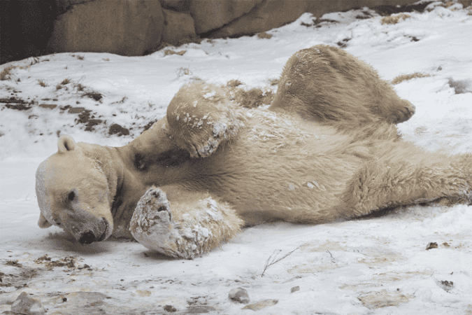 Top 10 Reasons to Visit the Zoo in Winter | Lincoln Park Zoo