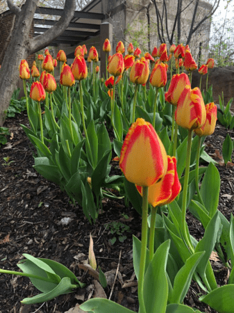 An Extravagance of Tulips | Lincoln Park Zoo