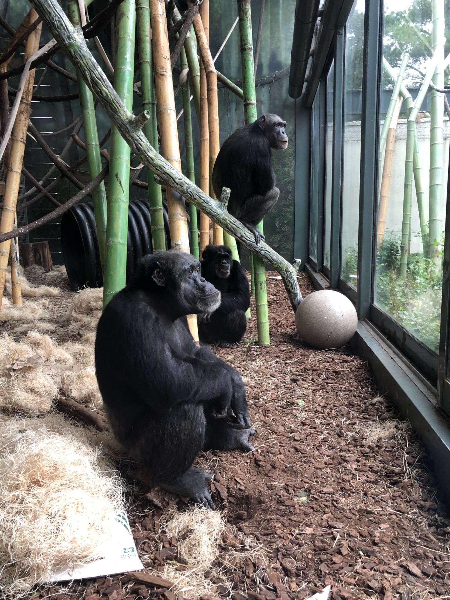 Sounds and Stressors: How Does the Air & Water Show Affect Zoo Primates ...