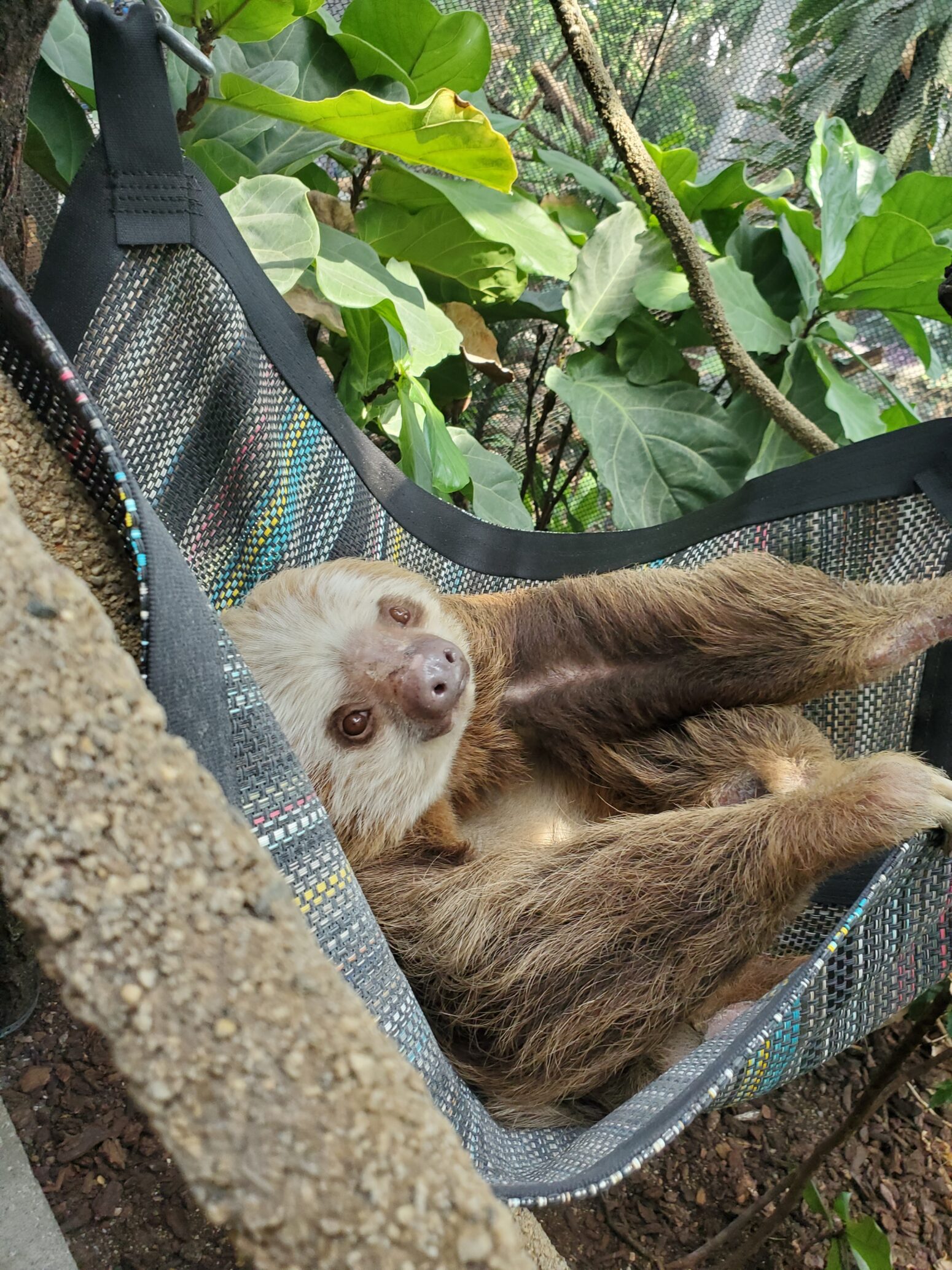 Oro and Chispa, Hoffmann's Two-toed Sloths | Lincoln Park Zoo