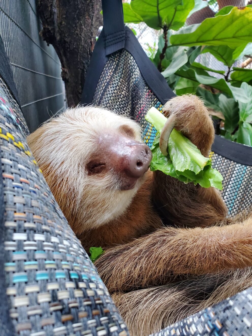 Oro and Chispa, Hoffmann's Two-toed Sloths | Lincoln Park Zoo