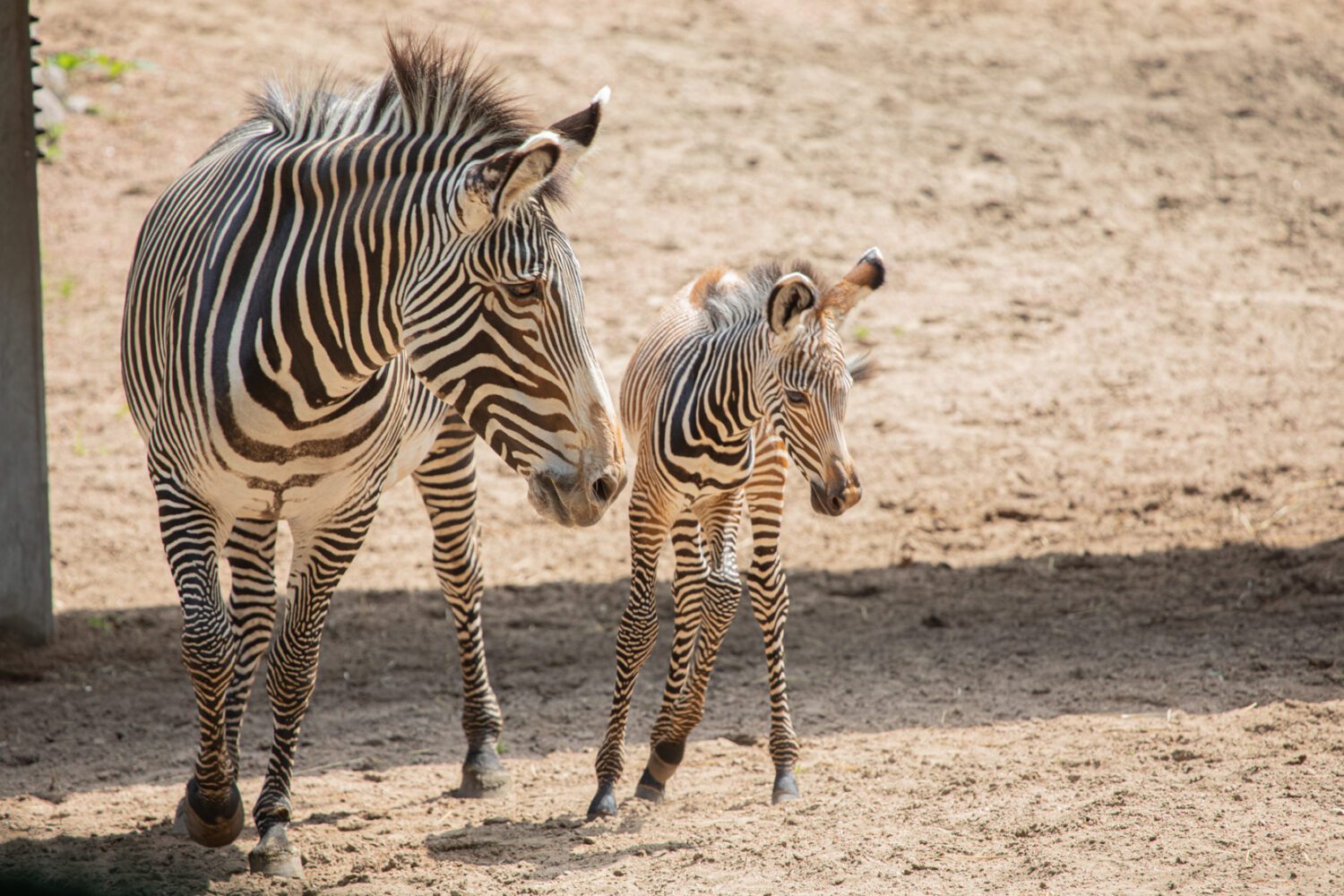 Endangered Grevy’s Zebra Born at Lincoln Park Zoo | Lincoln Park Zoo