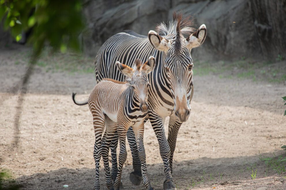 Endangered Grevy’s Zebra Born at Lincoln Park Zoo | Lincoln Park Zoo