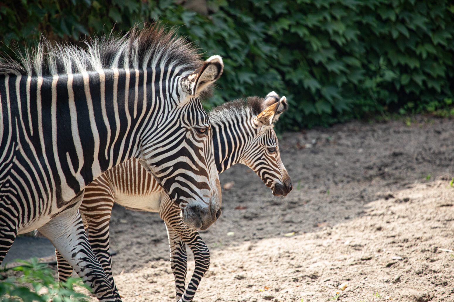 Grevy’s Zebra | Lincoln Park Zoo