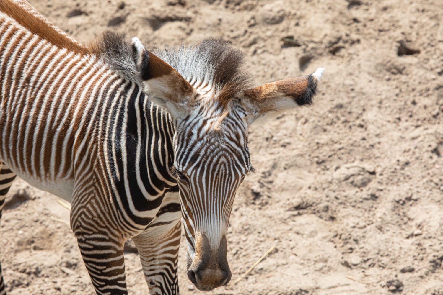 Endangered Grevy’s Zebra Born at Lincoln Park Zoo | Lincoln Park Zoo