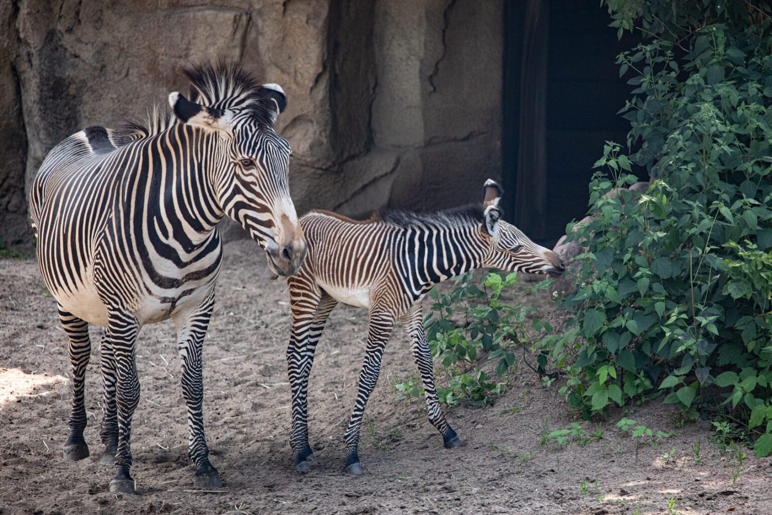 Endangered Grevy’s Zebra Born at Lincoln Park Zoo | Lincoln Park Zoo