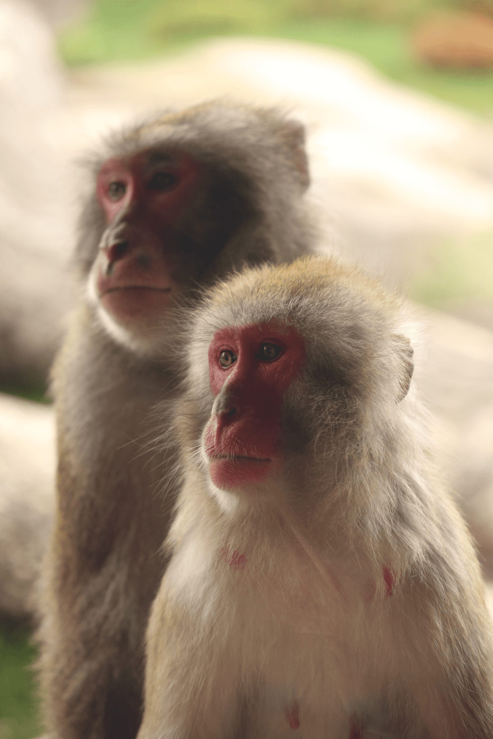 Sounds and Stressors: How Does the Air & Water Show Affect Zoo Primates ...