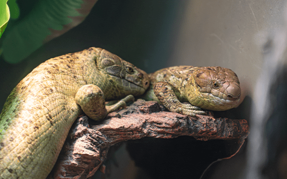 Prehensile-tailed Skinks | Lincoln Park Zoo