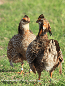 Advising Species Reintroduction and Recovery Programs | Lincoln Park Zoo