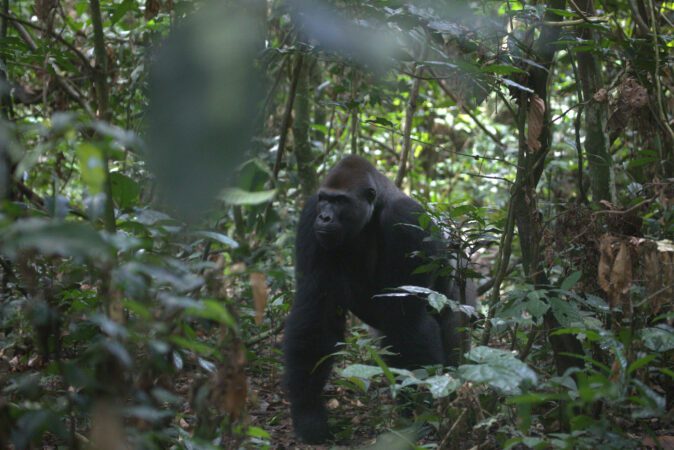 Kingo and the Fire of the Chimpanzee | Lincoln Park Zoo
