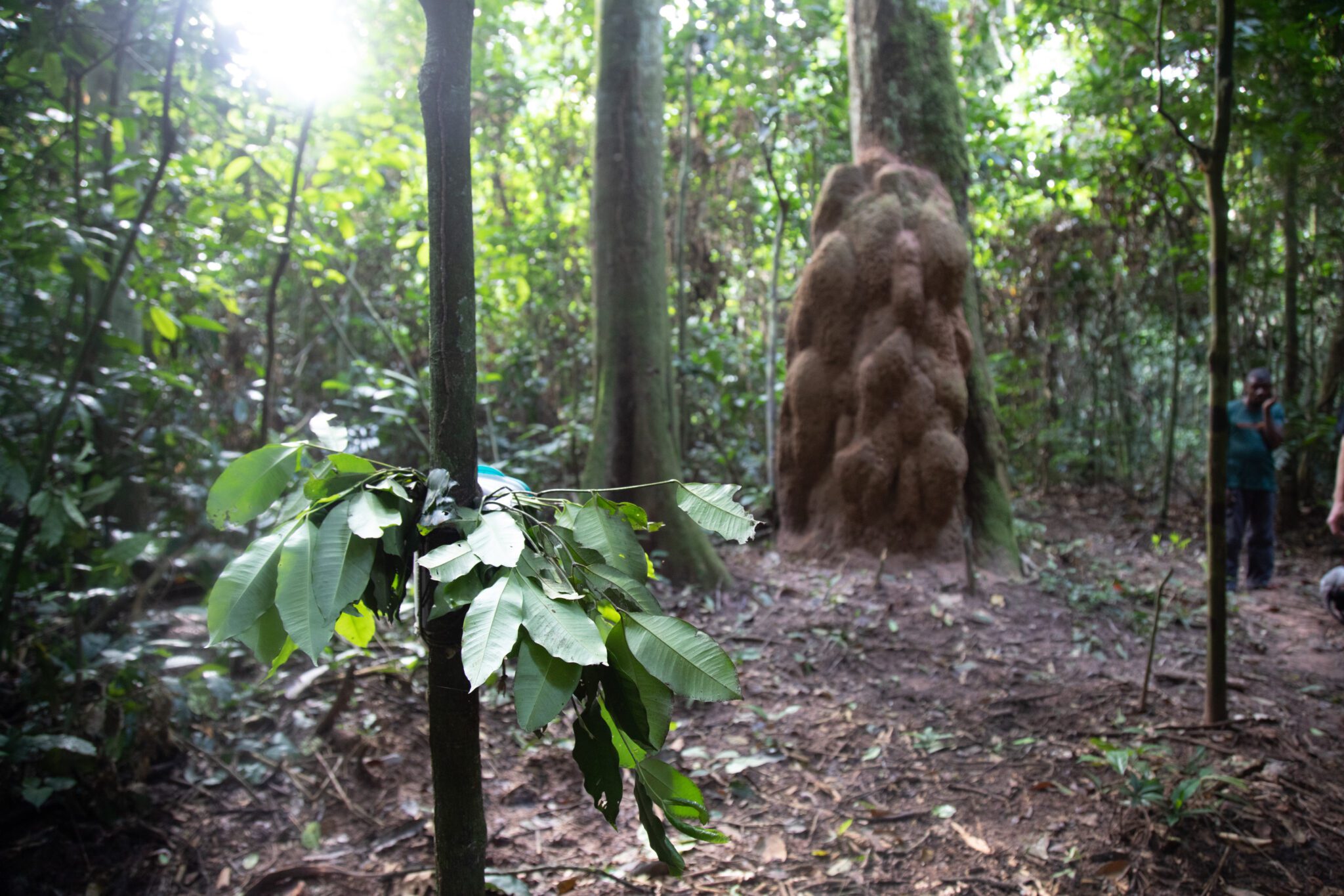 Kingo and the Fire of the Chimpanzee | Lincoln Park Zoo