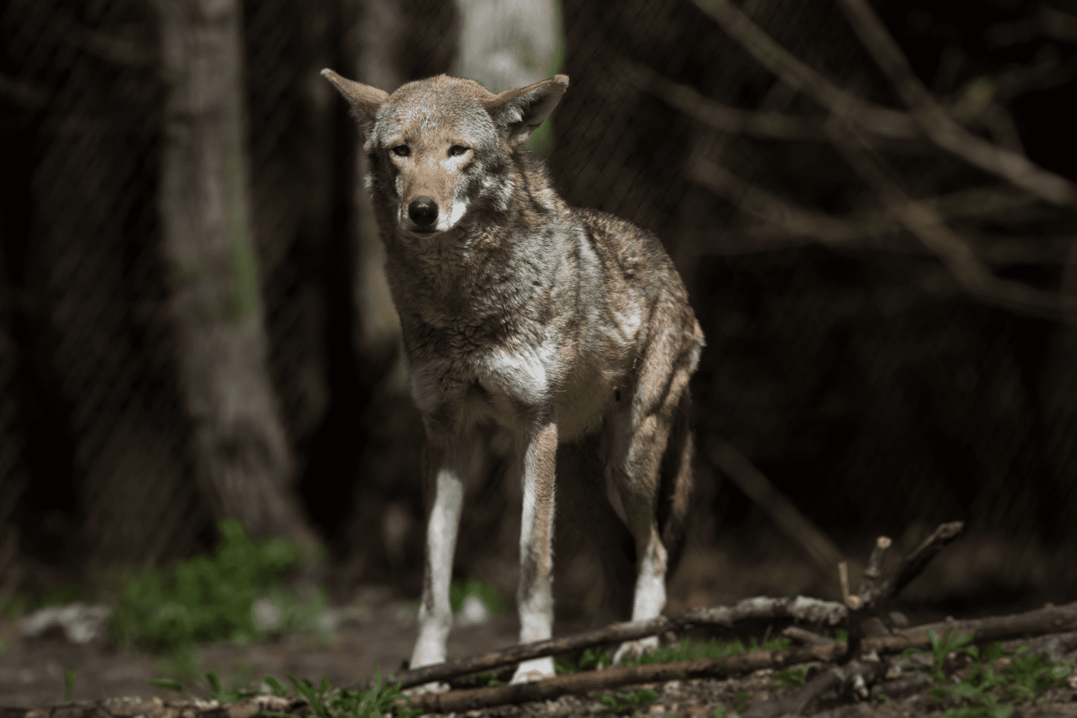 Advising Species Reintroduction and Recovery Programs | Lincoln Park Zoo