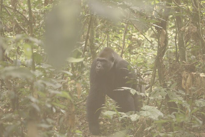 Goualougo Triangle Ape Project | Lincoln Park Zoo