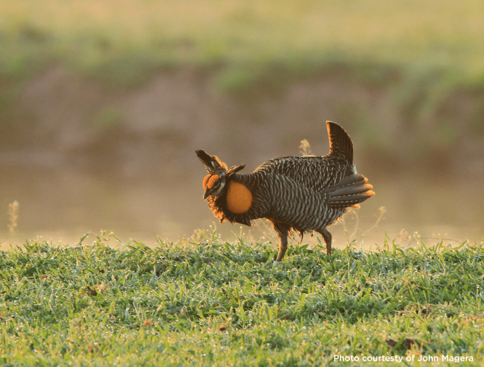 Advising Species Reintroduction and Recovery Programs | Lincoln Park Zoo