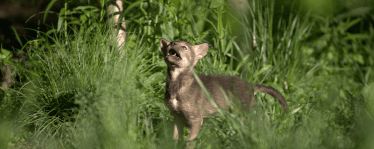 Advising Species Reintroduction and Recovery Programs | Lincoln Park Zoo