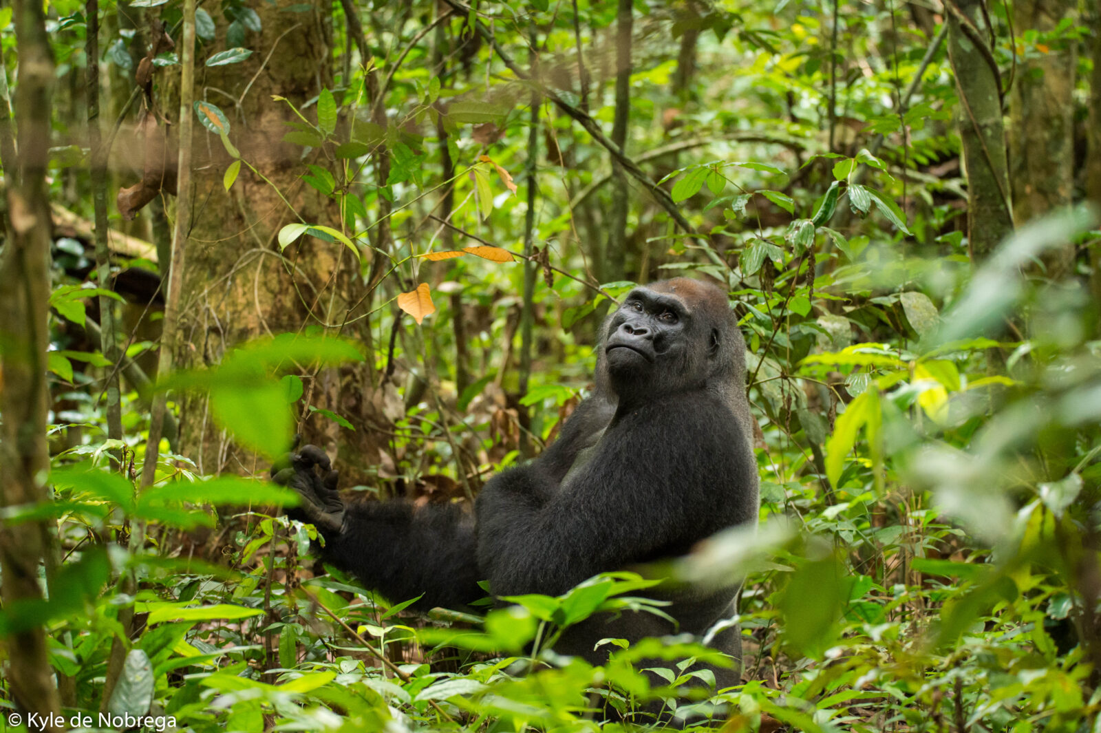 Kingo: Immortalizing a Gorilla Legend | Lincoln Park Zoo