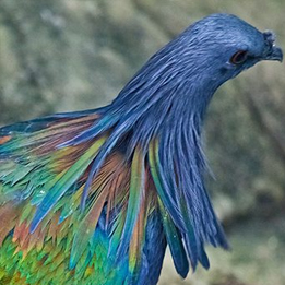 Wish List | Lincoln Park Zoo