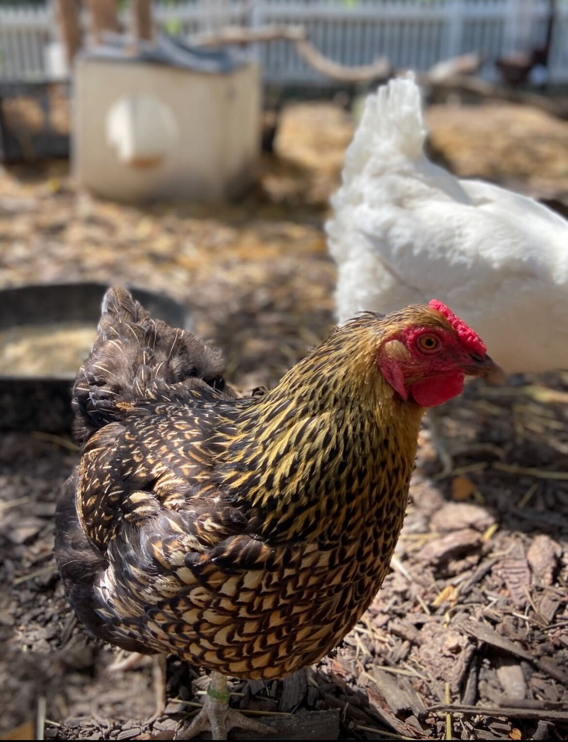 Lincoln Park Zoo and the CSO Celebrate The Carnival of the Animals ...