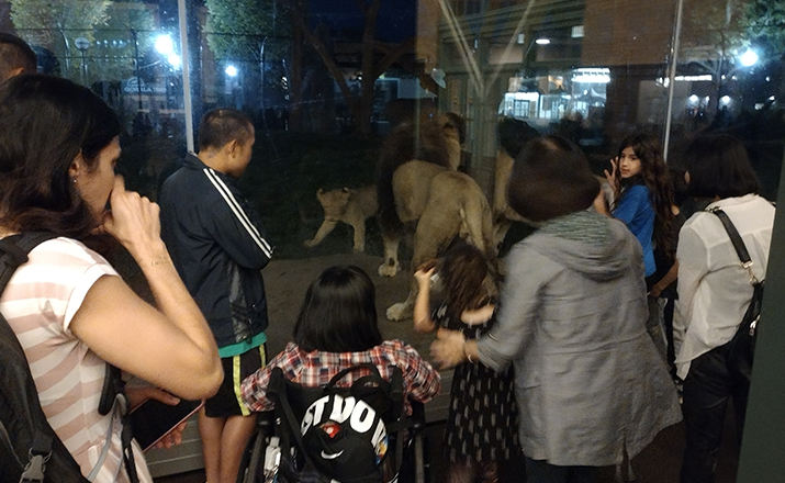 Accessibility Programs | Lincoln Park Zoo