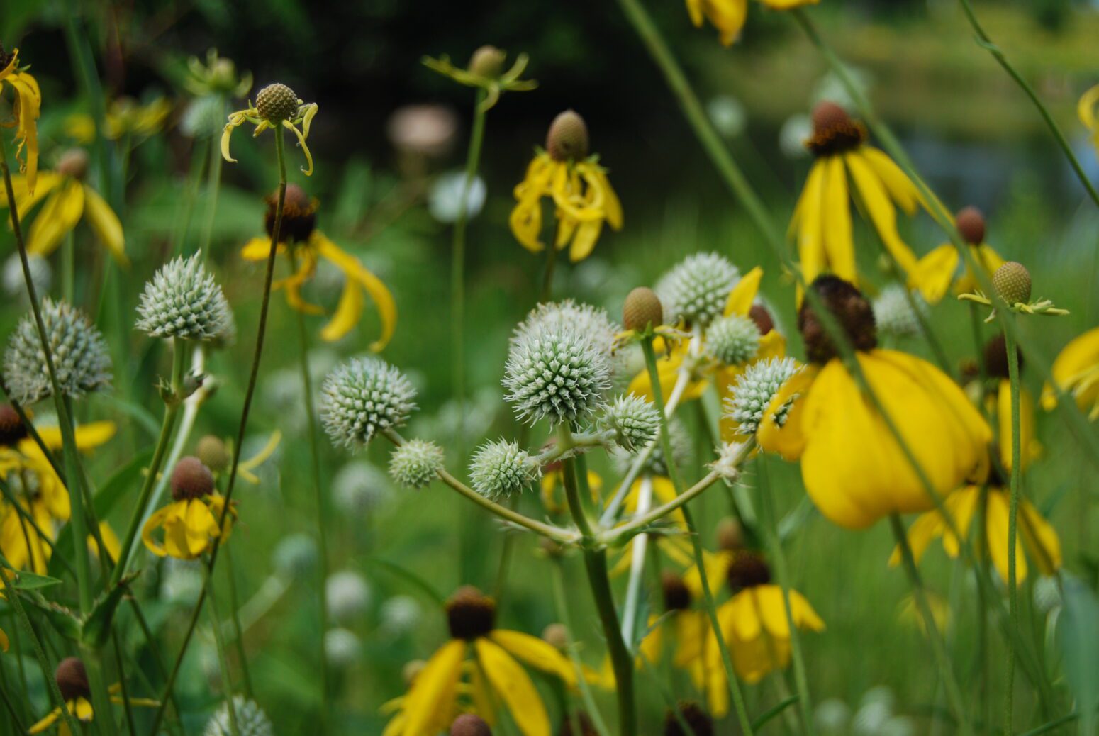 The Chicago Garden Wildlife Project: Blooming Where We Stand | Lincoln ...