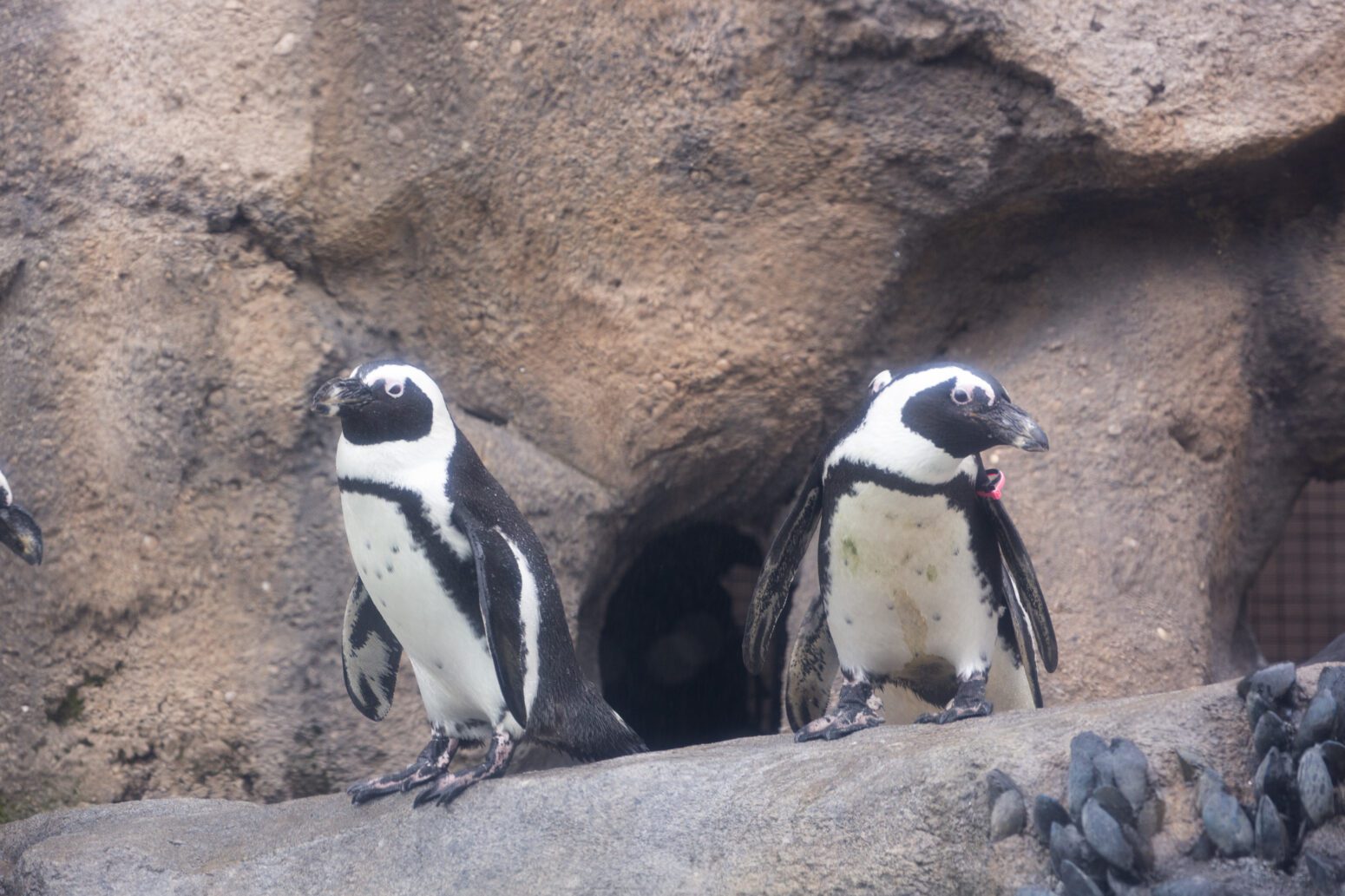 Malott Family Penguin Encounters Return at Lincoln Park Zoo | Lincoln ...