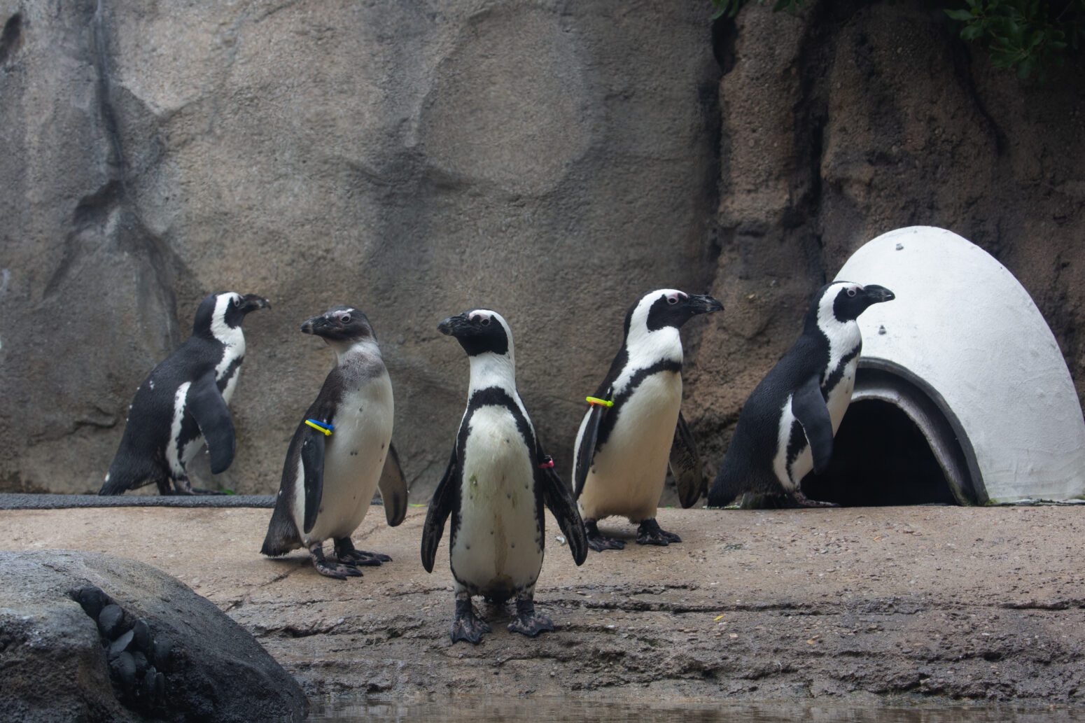 Malott Family Penguin Encounters Return at Lincoln Park Zoo | Lincoln ...