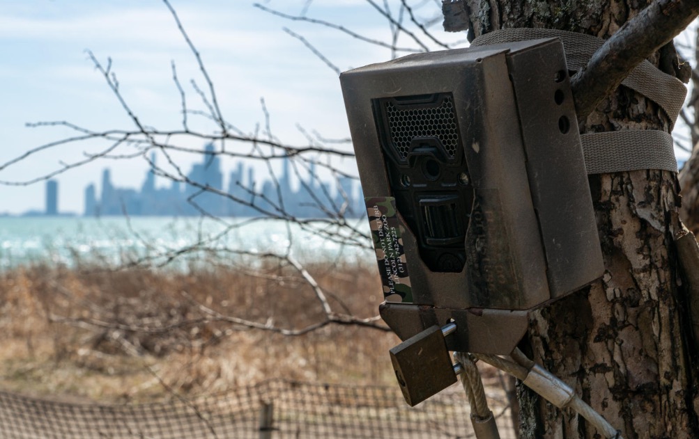 Urban Wildlife Institute 101 | Lincoln Park Zoo