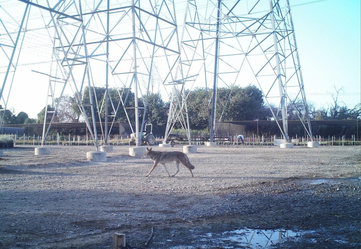 Urban Wildlife Institute 101 | Lincoln Park Zoo