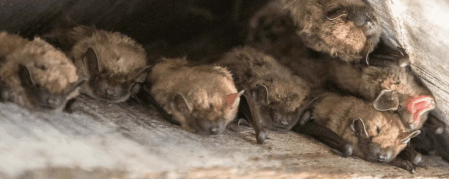 Bats | Lincoln Park Zoo
