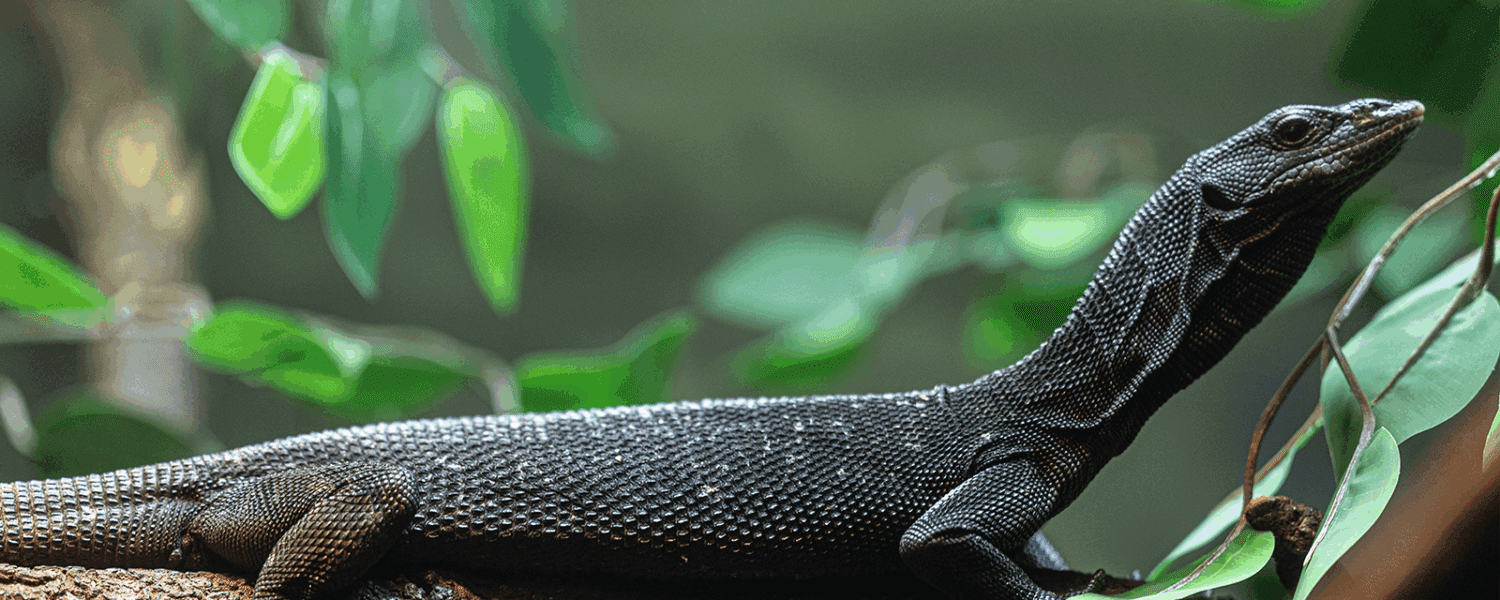 Black Tree Monitor | Lincoln Park Zoo