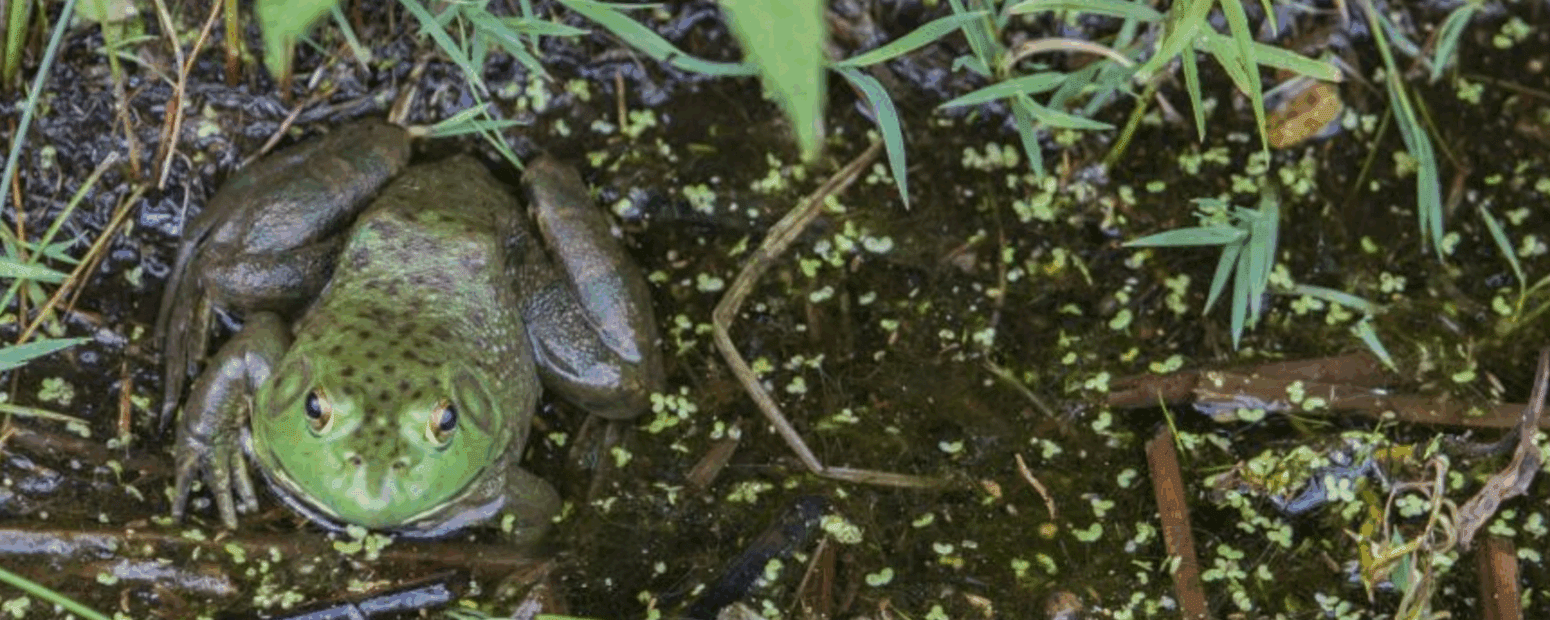Frogs | Lincoln Park Zoo
