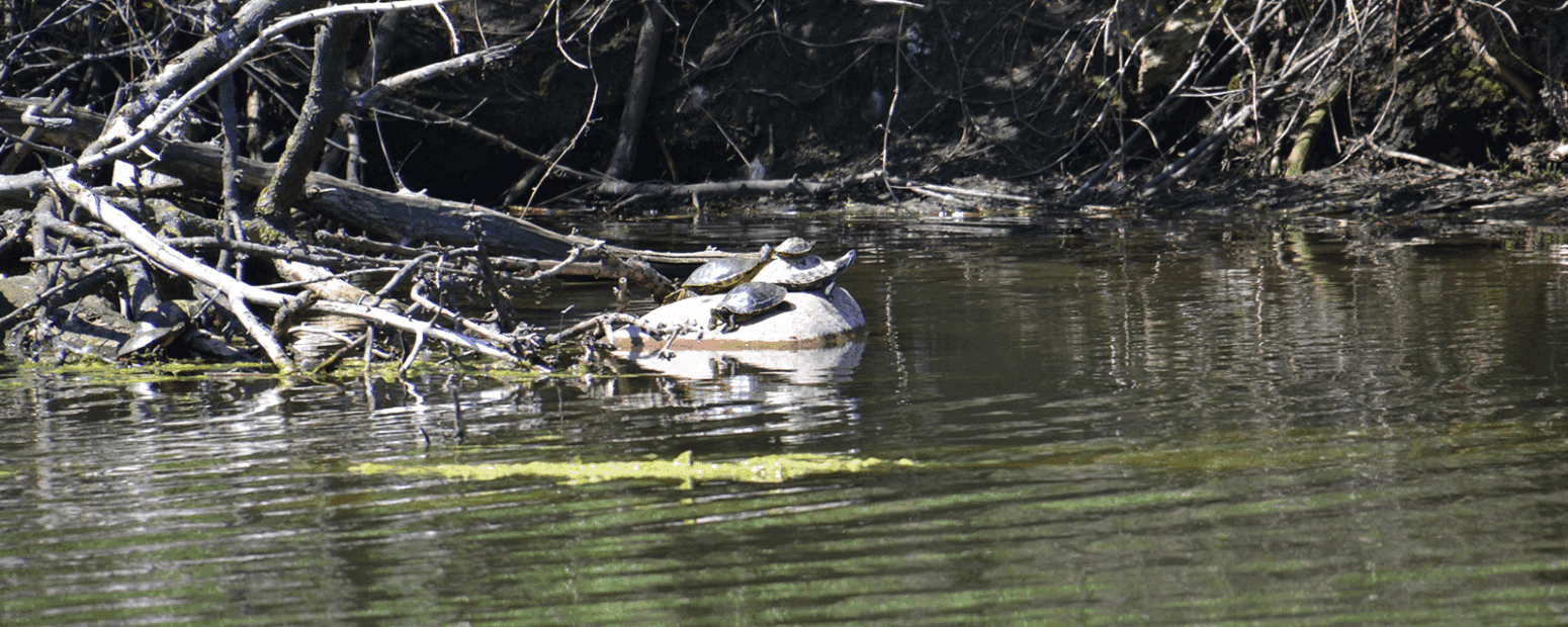 Turtles | Lincoln Park Zoo