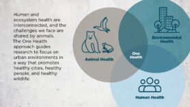 The One Health Initiative: Optimizing Wellbeing for Humans, Animals ...