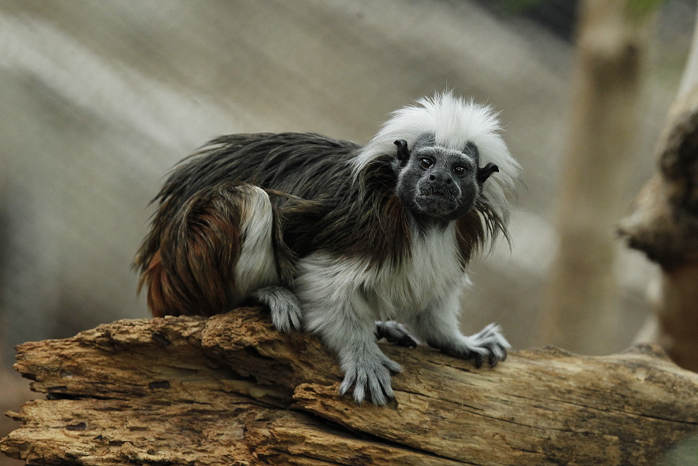 Wildlife Experience in the Heart of Chicago | Lincoln Park Zoo